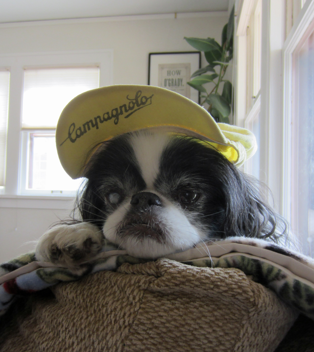 R.I.P., Mister Boo, 2005-2018 – Mad Blog Media