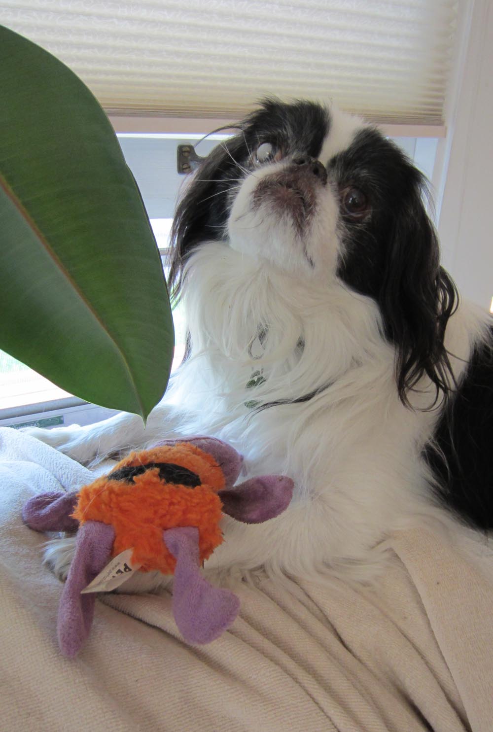 R.I.P., Mister Boo, 2005-2018 – Mad Blog Media